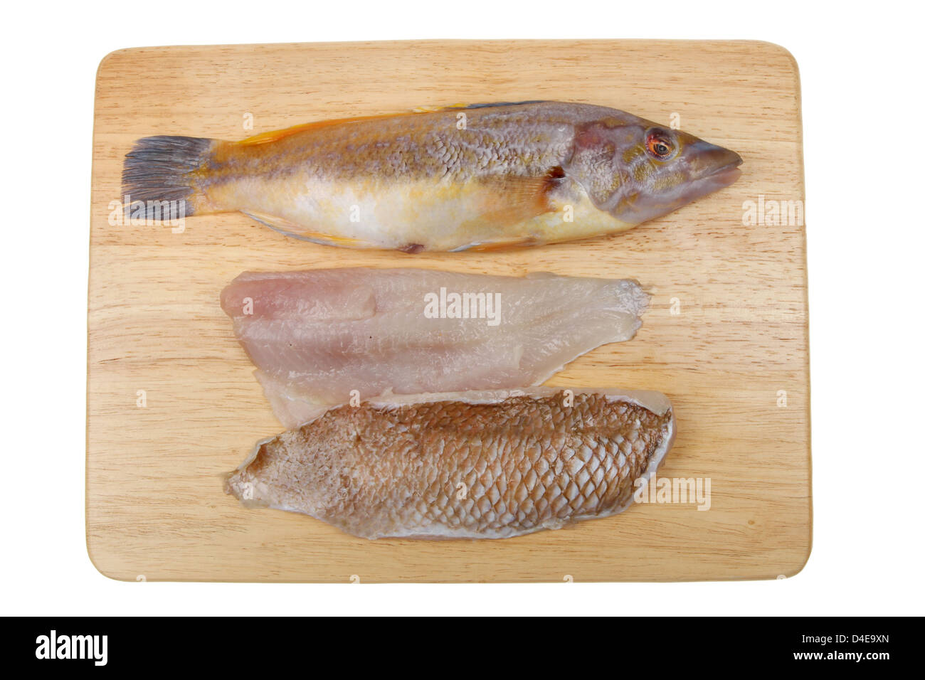 Wrasse fish hi-res stock photography and images - Alamy
