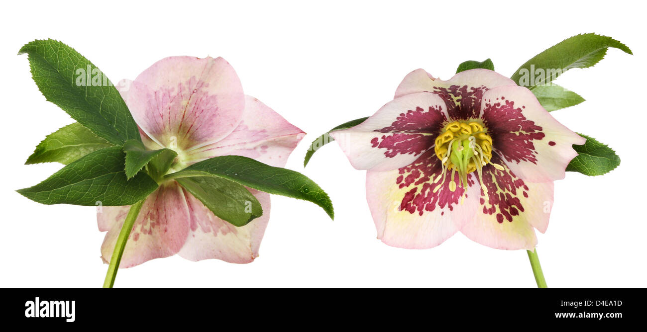 Front and back view of a hellebore flower isolated against white Stock ...