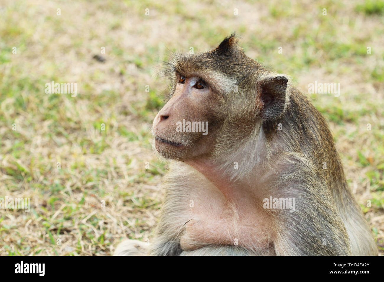 Head and shoulders of monkey hi-res stock photography and images - Alamy