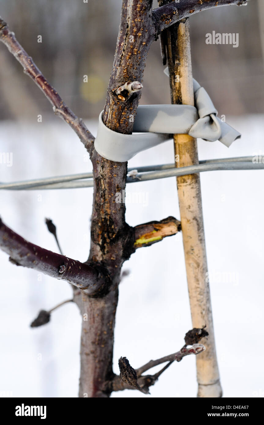 Close up of Tall Spindle Apple Tree growth management structure Stock ...