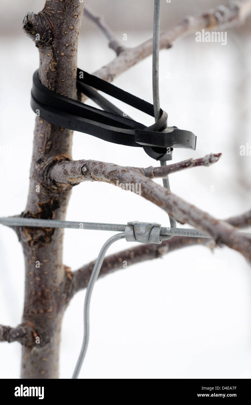 Close up of Tall Spindle Apple Tree growth management structure Stock ...