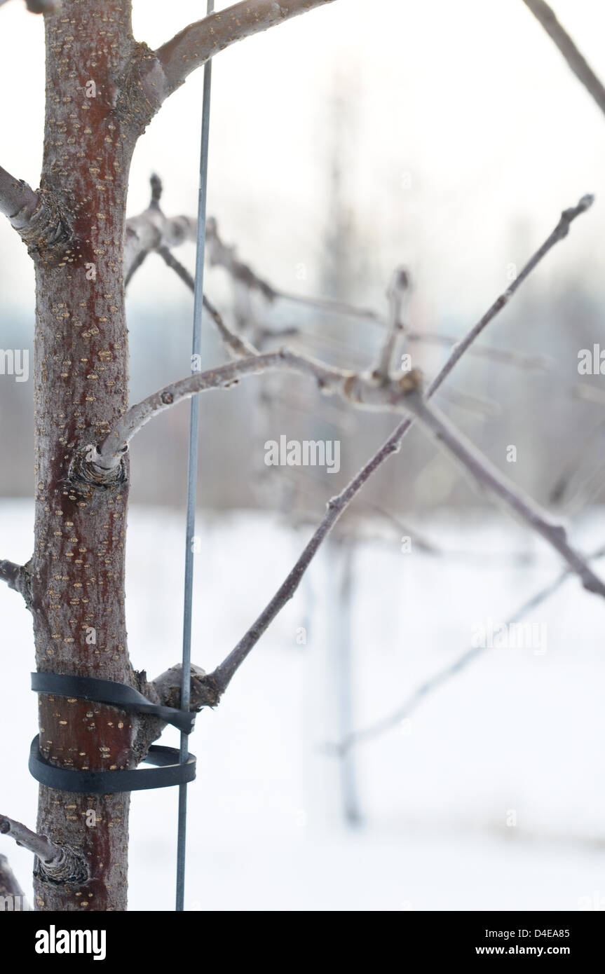 Close up of Tall Spindle Apple Tree growth management structure Stock ...