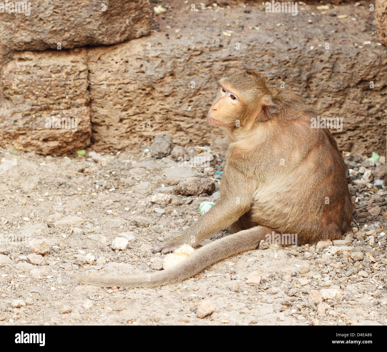 Sand monkey hi-res stock photography and images - Alamy