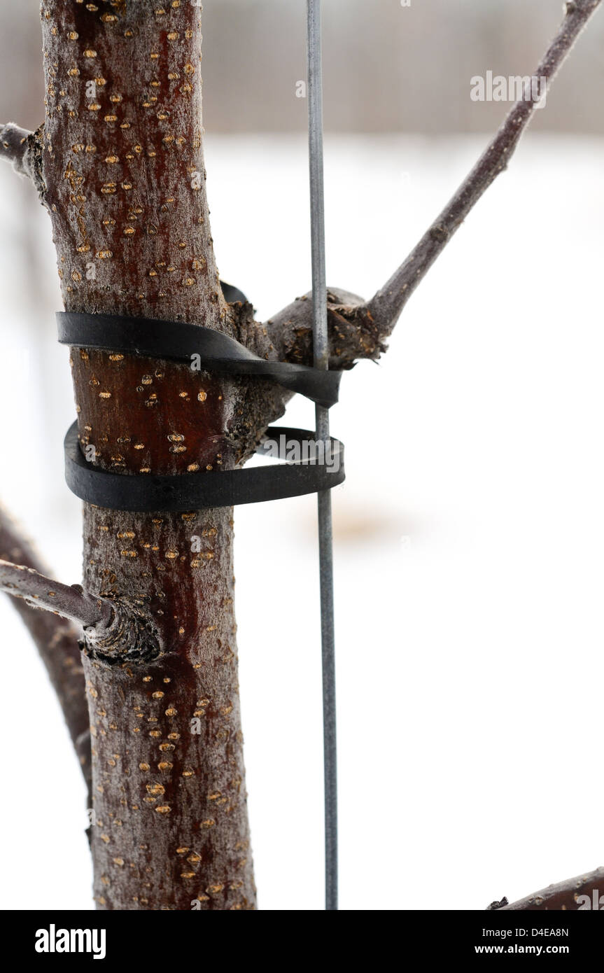 Close up of Tall Spindle Apple Tree growth management structure Stock ...