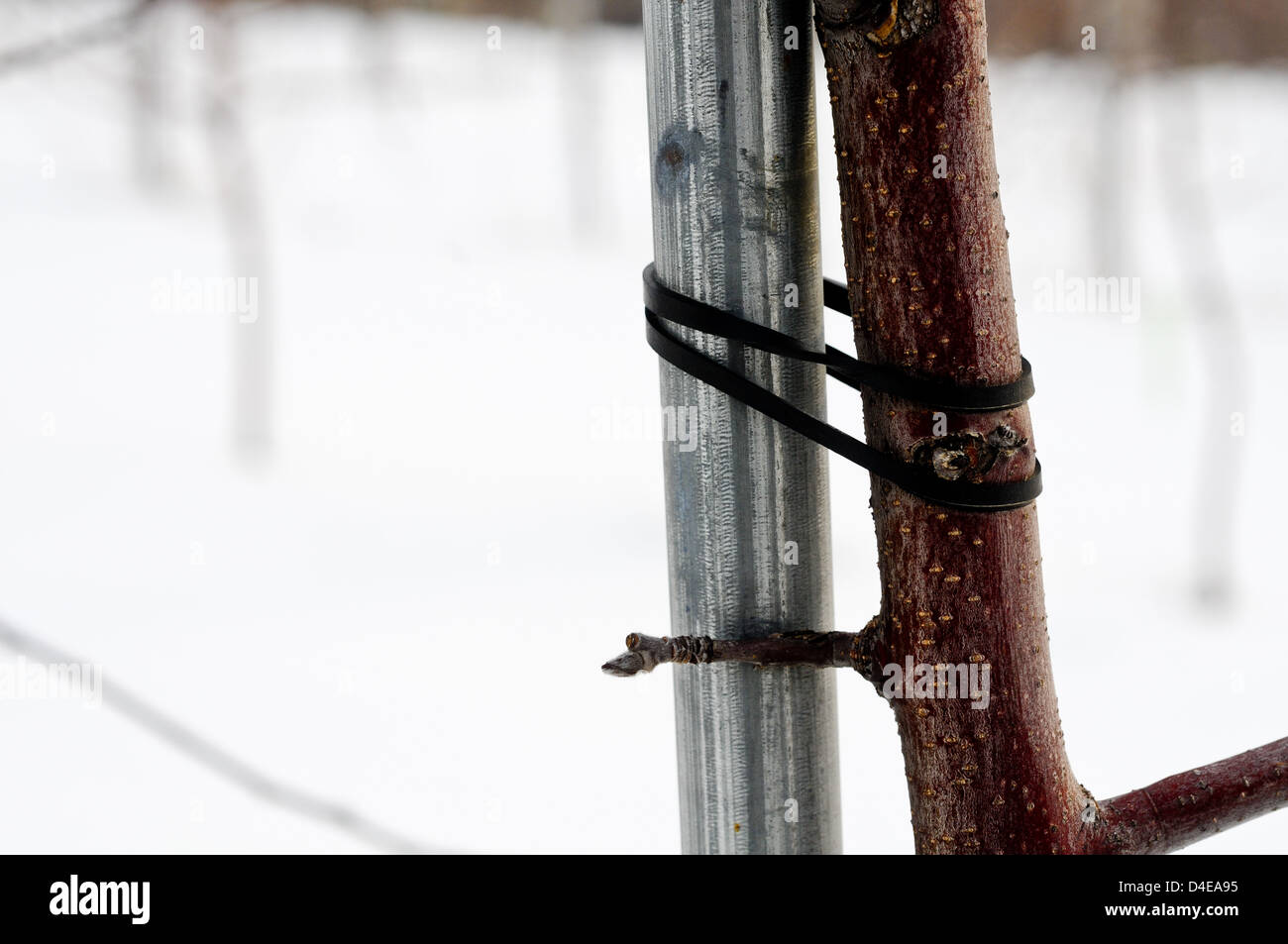 Close up of Tall Spindle Apple Tree growth management structure Stock ...