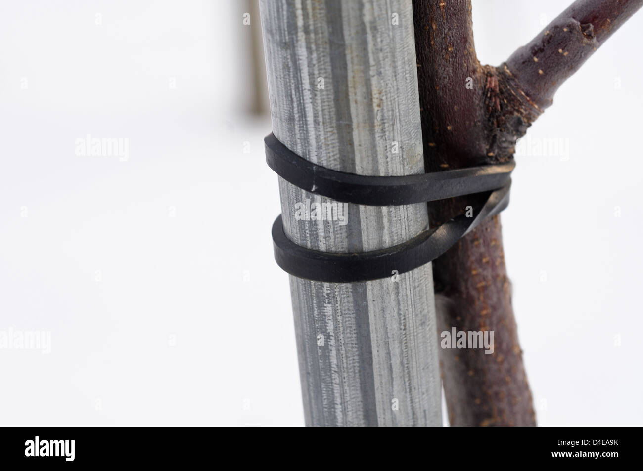 Close up of Tall Spindle Apple Tree growth management structure Stock ...