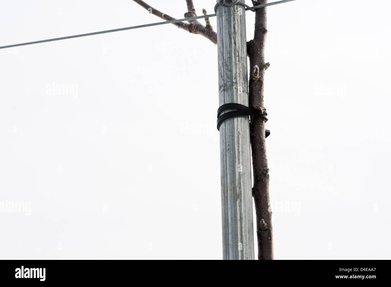 Close up of Tall Spindle Apple Tree growth management structure Stock ...