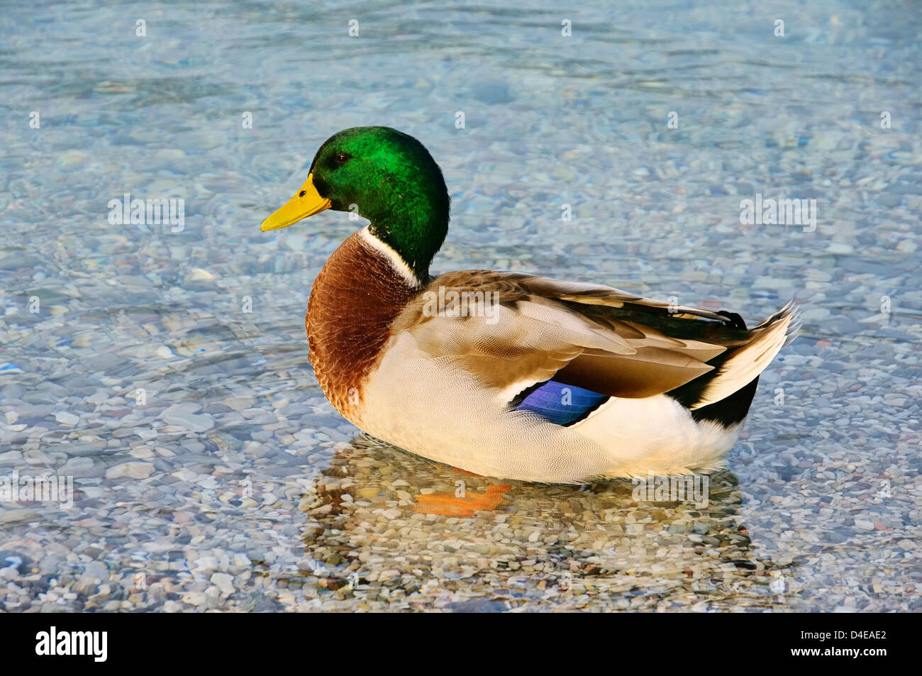 Ente - duck 15 Stock Photo - Alamy