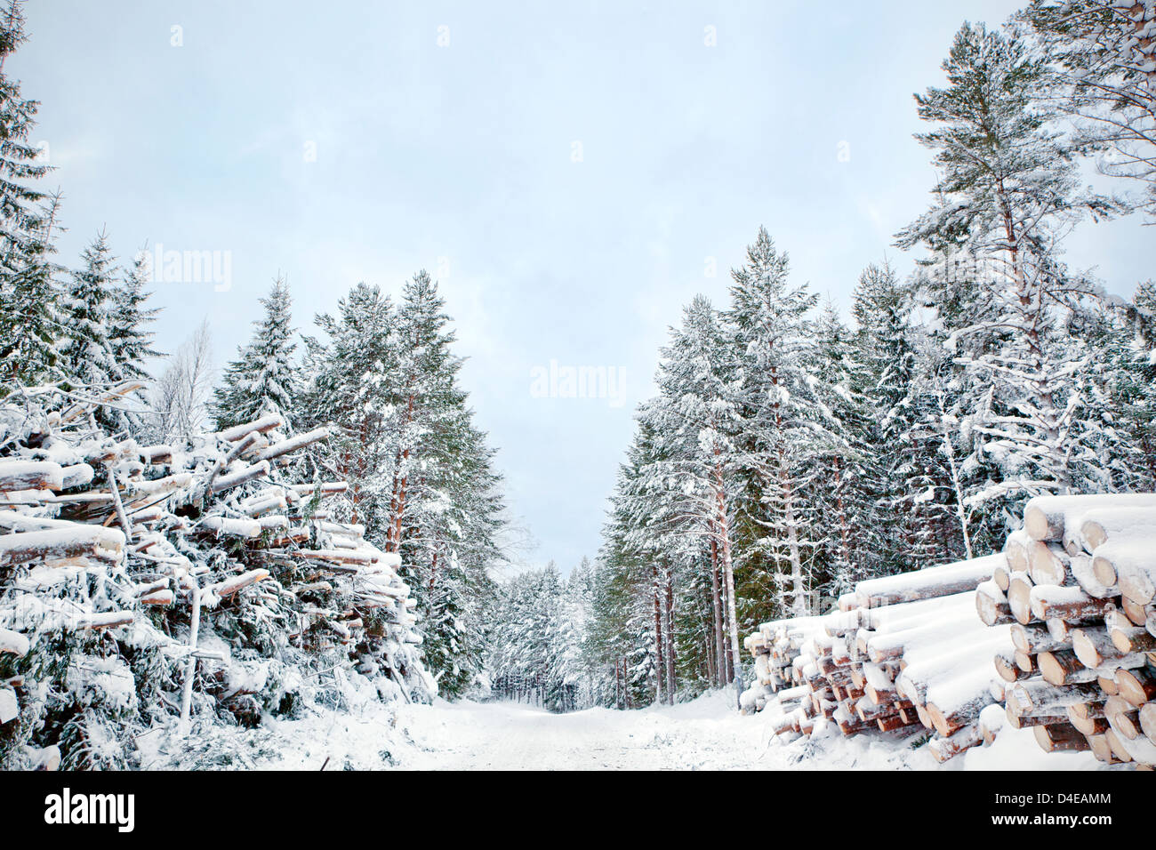 Forestry: Conifer trees; standing & stacked up logs before and after ...