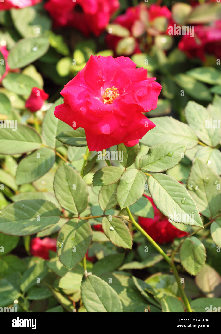 red rose flower in the garden Stock Photo - Alamy