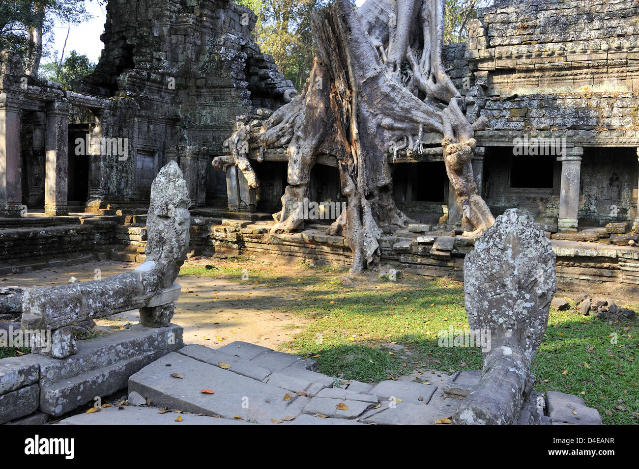 Strangling roots (Tetrameles nudiflora) at Preah Khan, Angkor, Cambodia ...