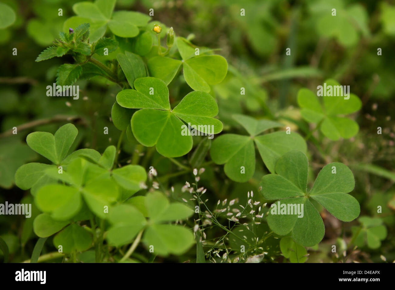Wild clover backgroun with wild flowers Stock Photo - Alamy