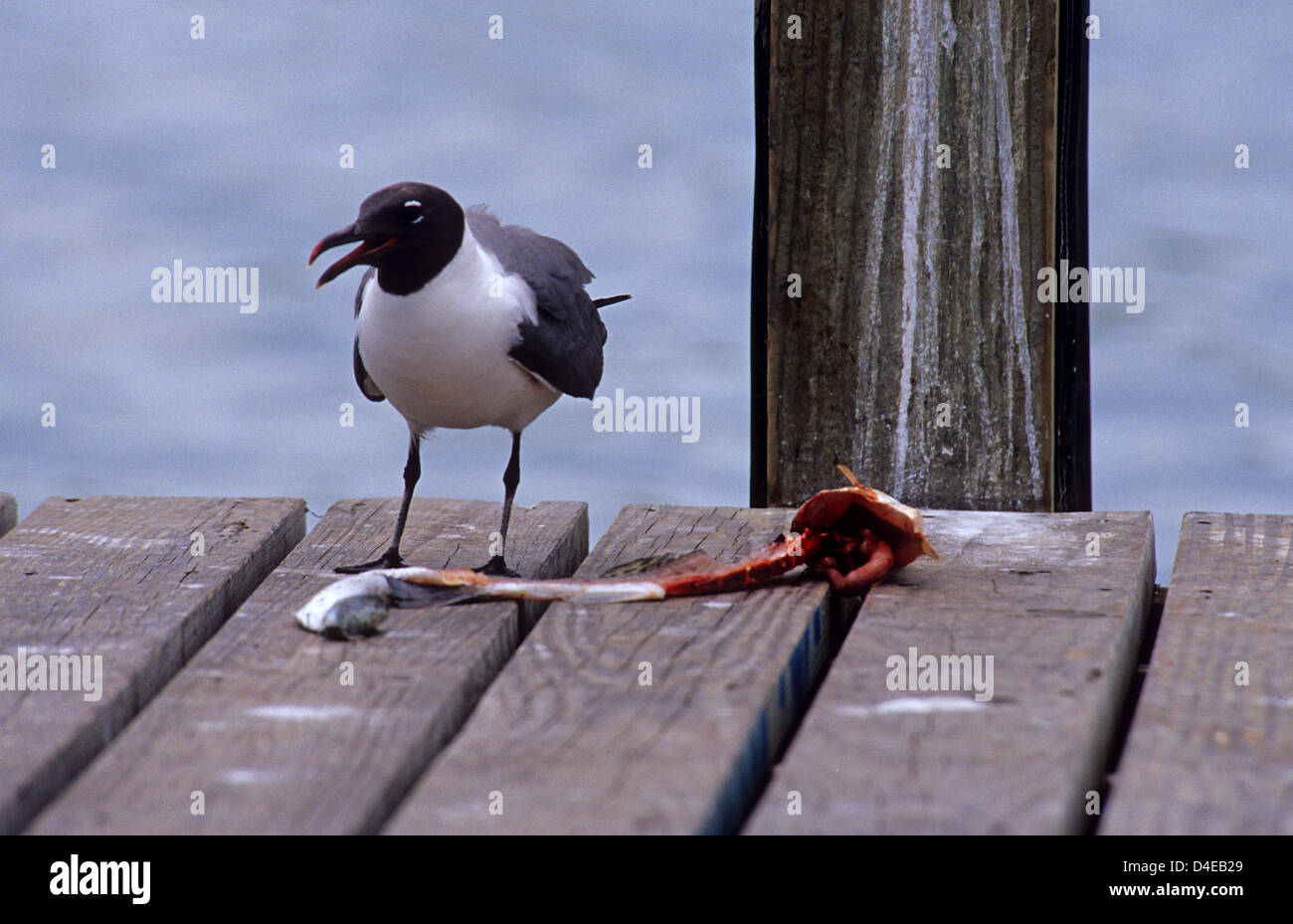 Laughing gull (Leucophaeus atricilla) eating fish scraps near Port ...