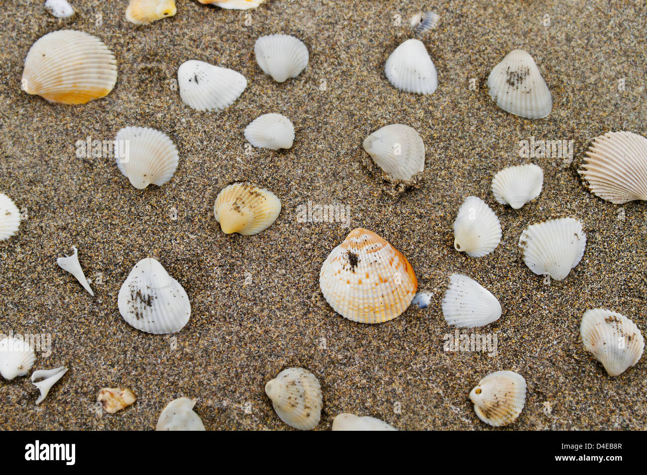 Naturalistic sea shells background Stock Photo - Alamy