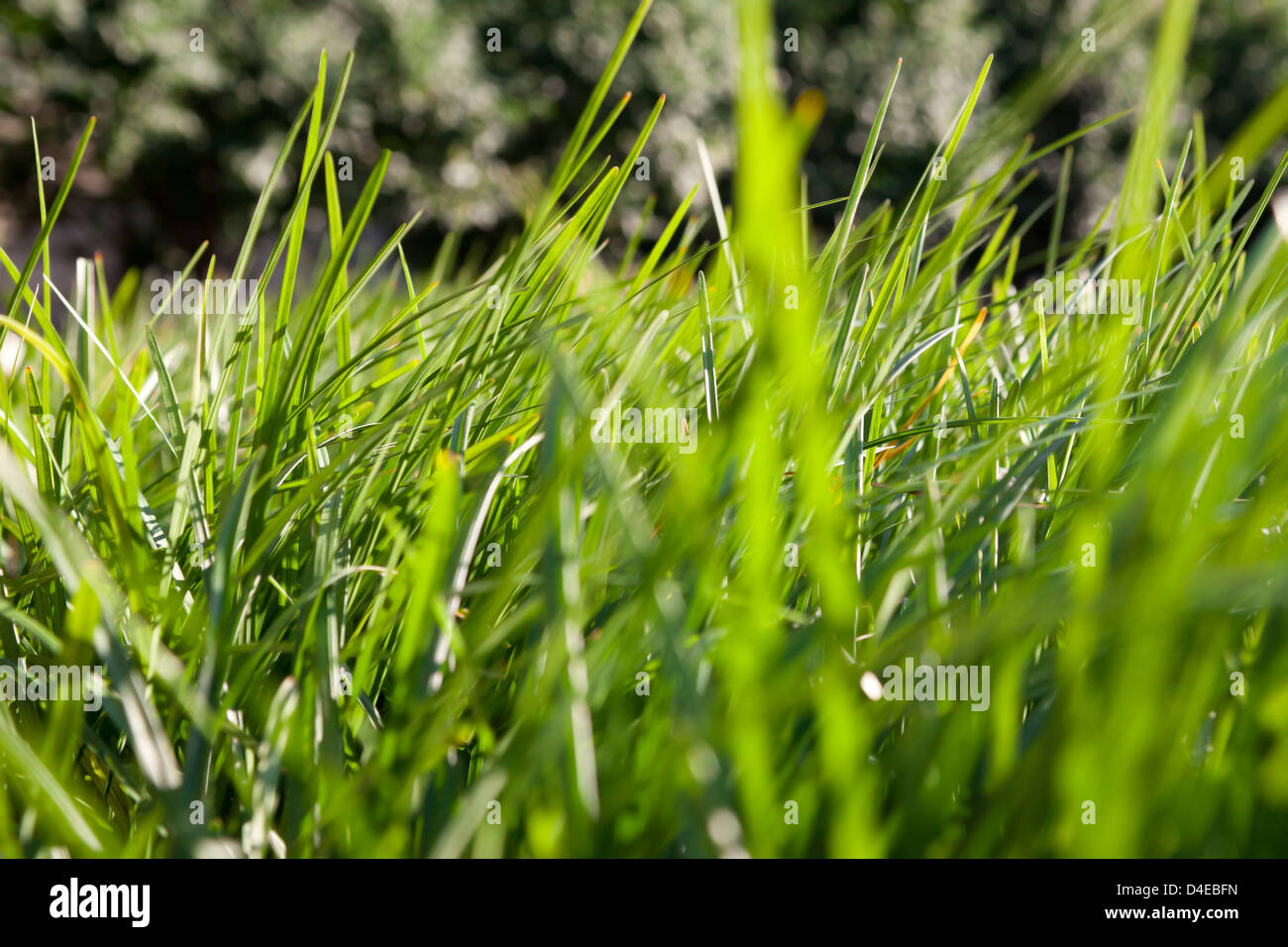 Insect point of view of grass leaves Stock Photo - Alamy
