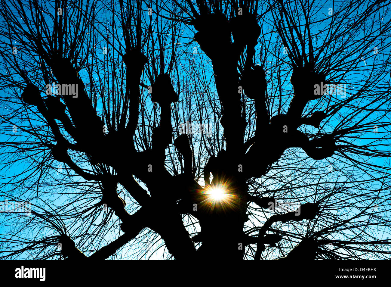 Pollarded Lime / Tilleul tree - France Stock Photo - Alamy