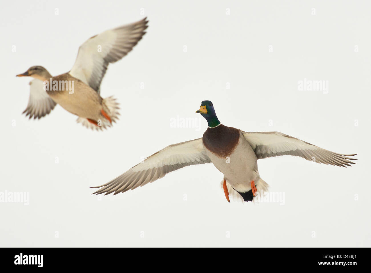 Flying mallards hi-res stock photography and images - Alamy