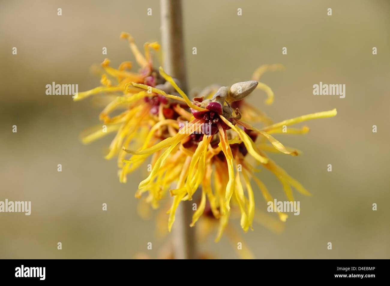 Hamamelis hi-res stock photography and images - Alamy