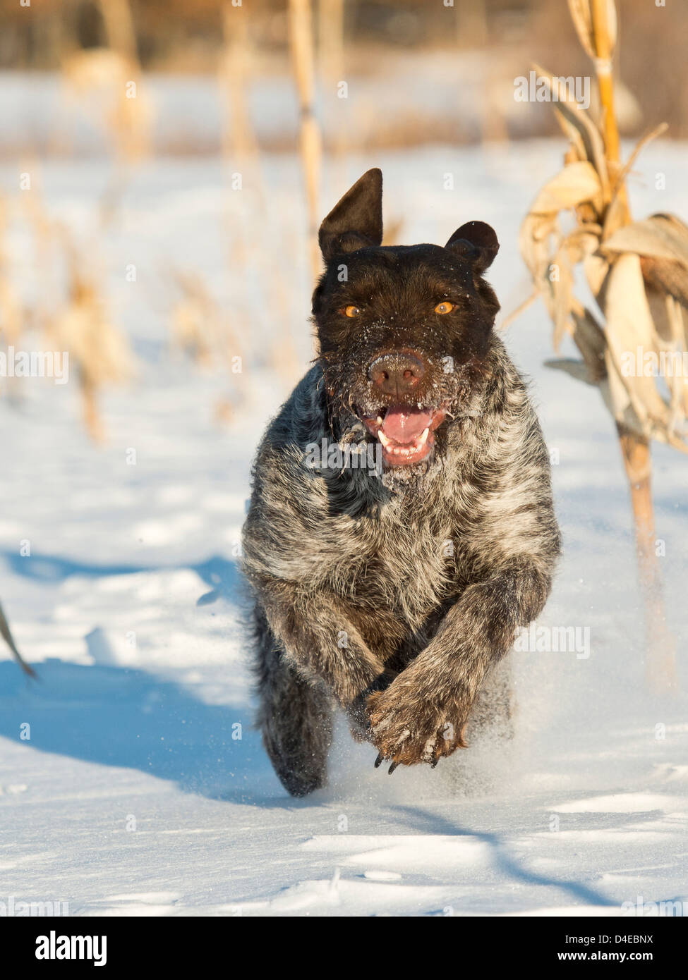 Running Hunting dog in the snow Stock Photo - Alamy