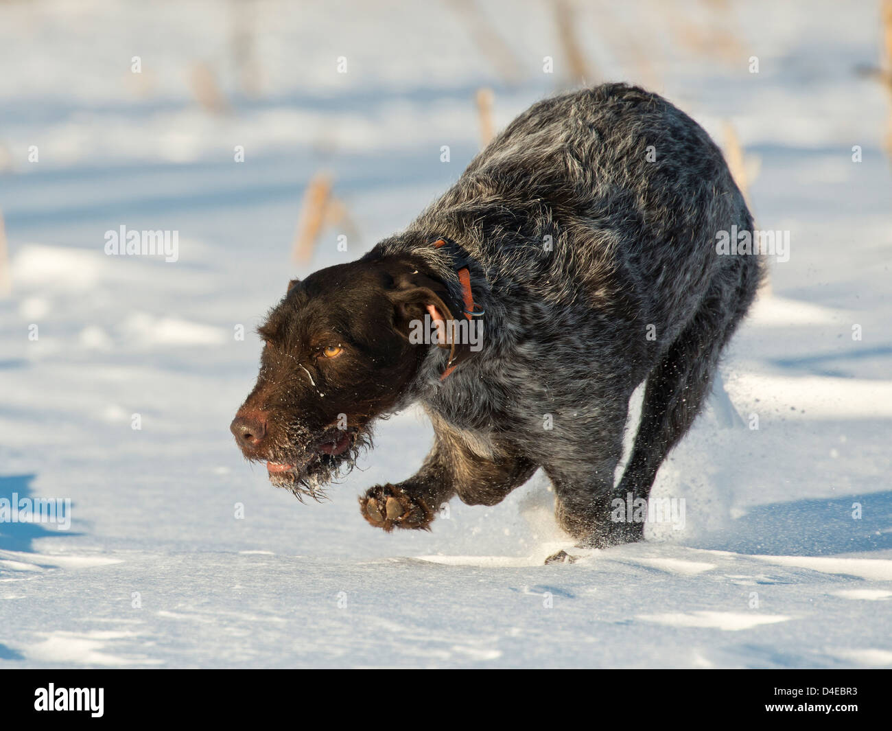 Running hunting dog hi-res stock photography and images - Alamy