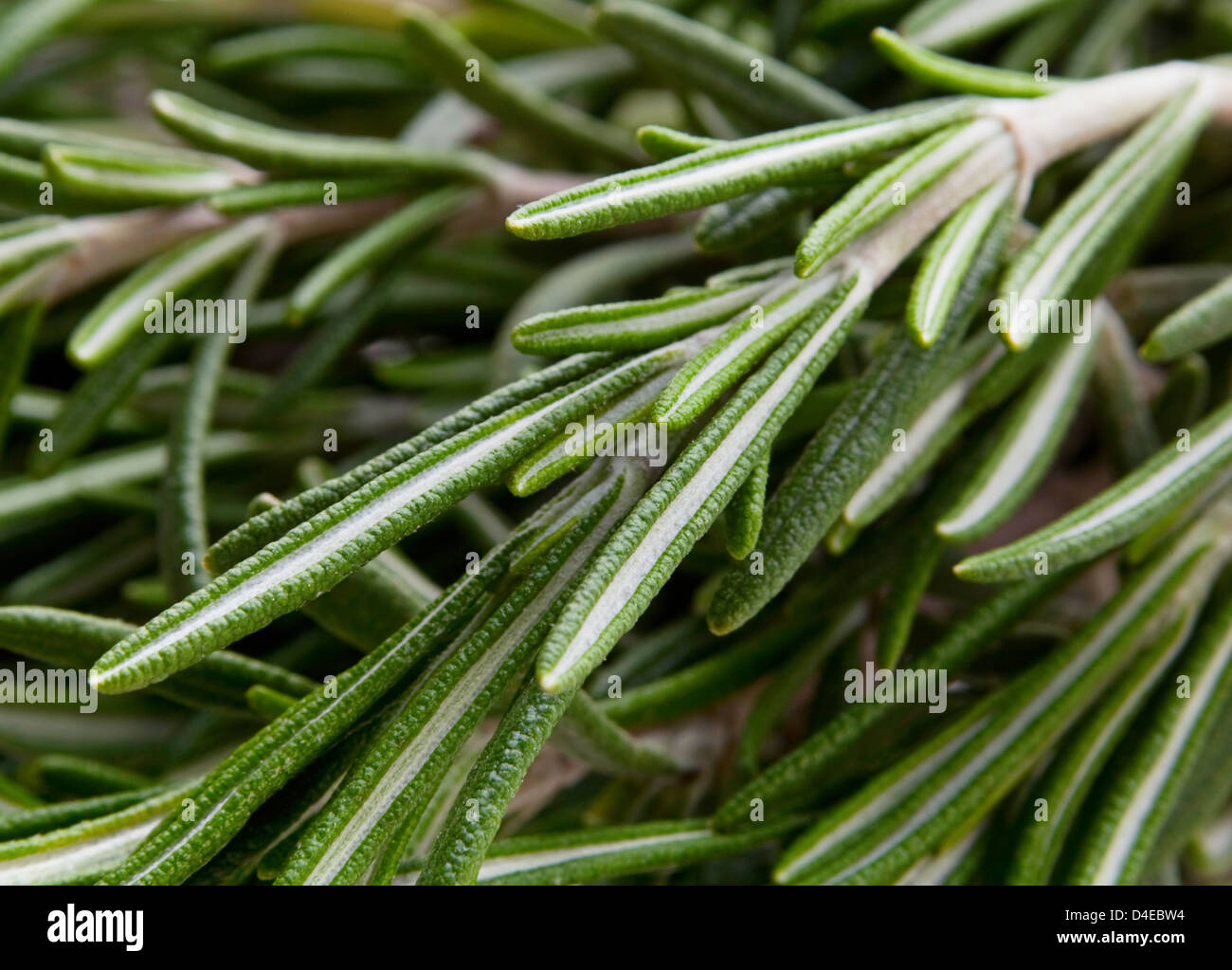 View of the green rosemary plant hi-res stock photography and images ...
