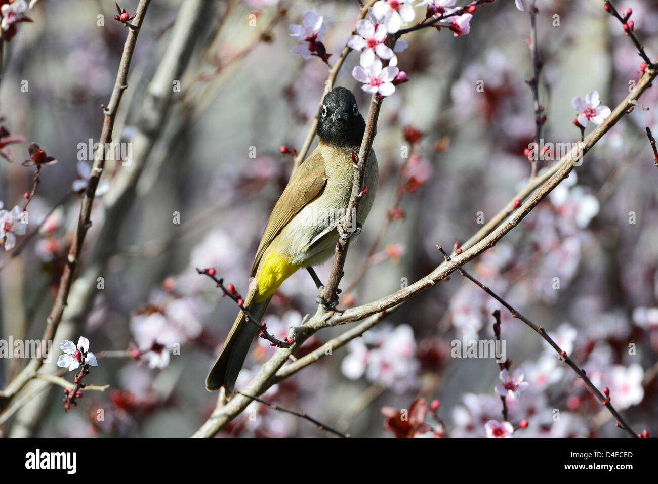 Beautiful bird in branches of a blossoming plum. Spectacled bulbul ...