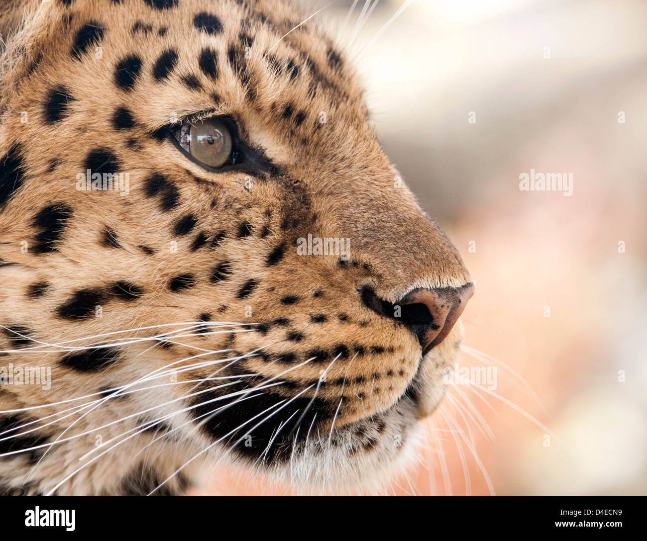 Amur leopard profile hi-res stock photography and images - Alamy