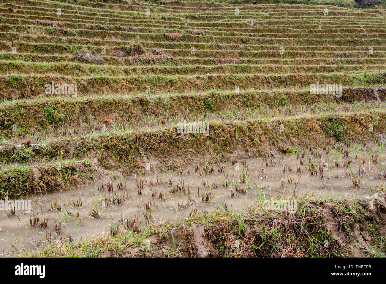 Rice terraces on the slopes of Catcat Cultural Village near Sapa ...