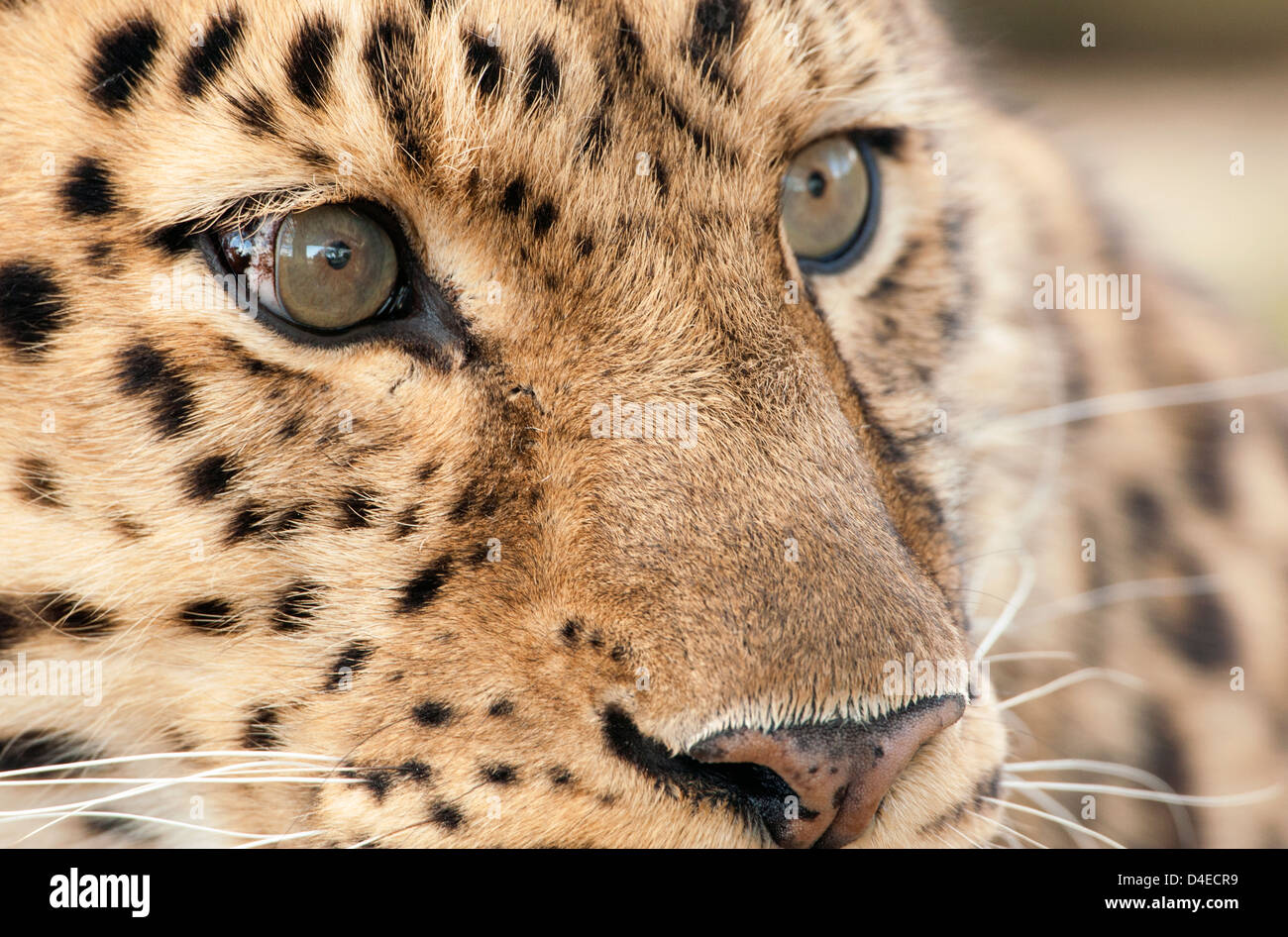 Male Amur leopard (close-up of eyes Stock Photo - Alamy