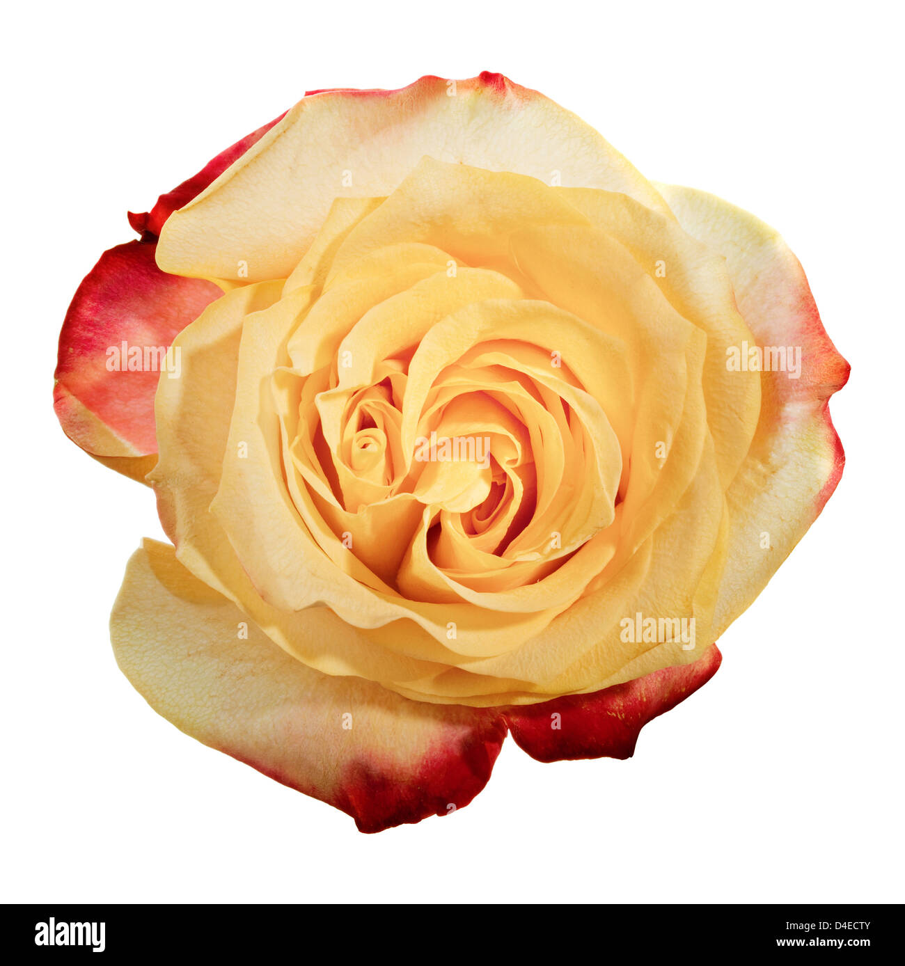 Rose head closeup isolated on white Stock Photo - Alamy