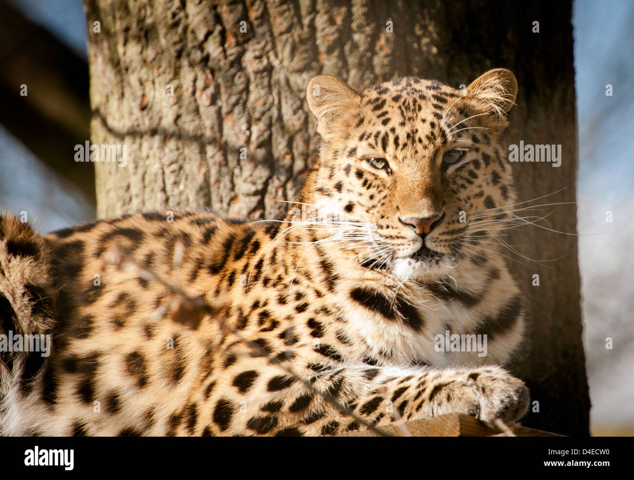 Female Amur leopard in tree Stock Photo - Alamy