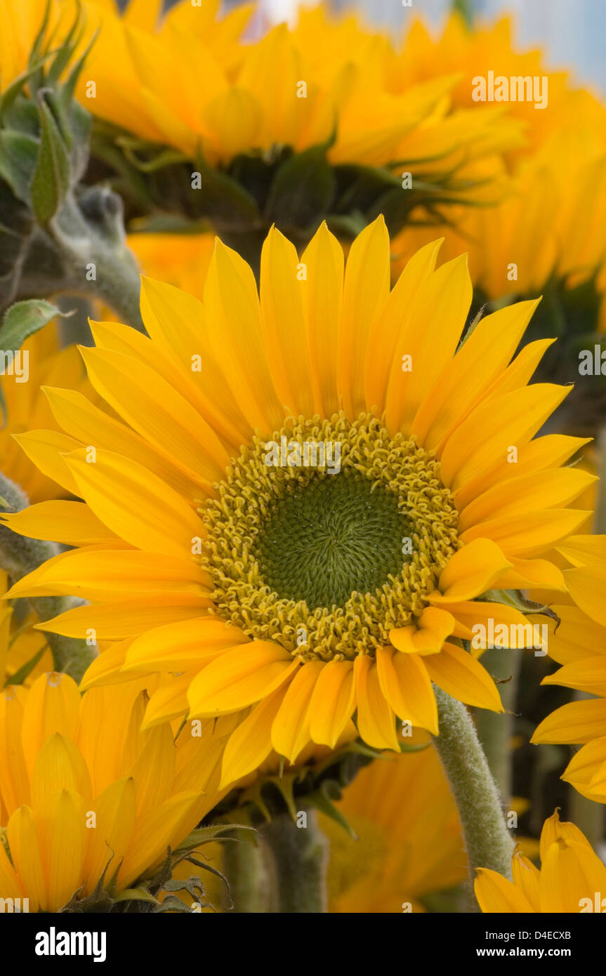 Sunflower sunrich gold hi-res stock photography and images - Alamy