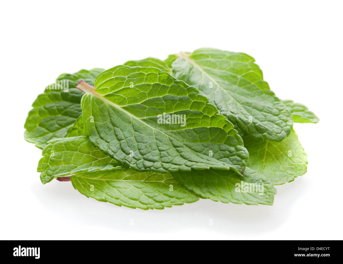 Mint herb leaf heap isolated on white Stock Photo - Alamy