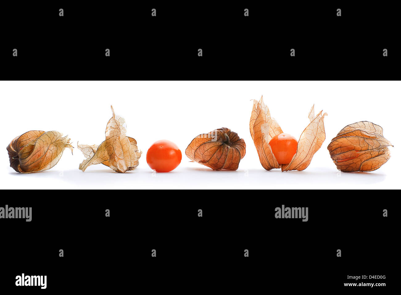 Physalis fruit closeup isolated on white Stock Photo - Alamy