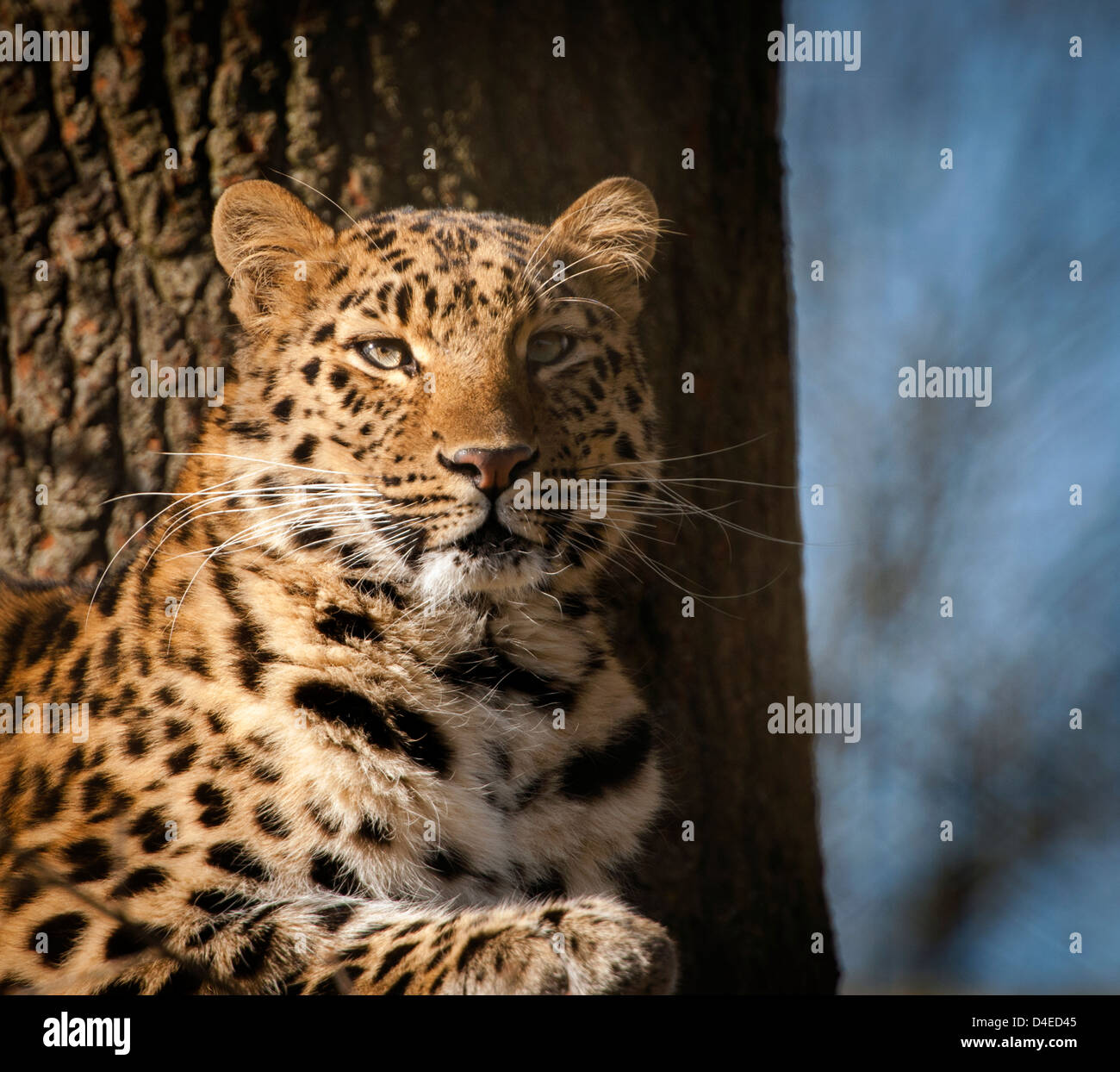 Female Amur leopard in tree Stock Photo - Alamy