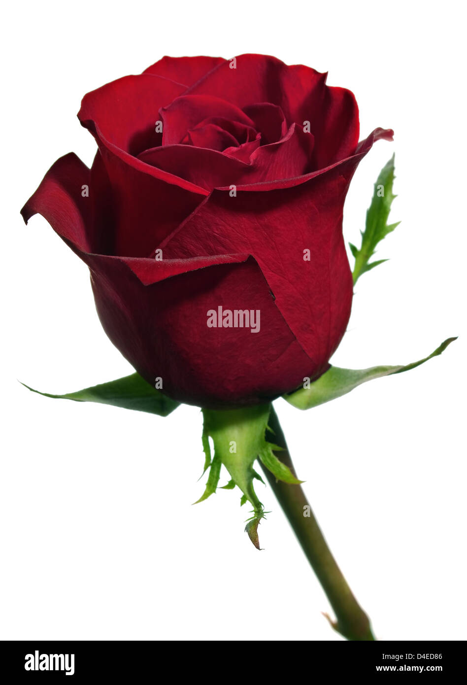 Rose head closeup isolated on white Stock Photo - Alamy