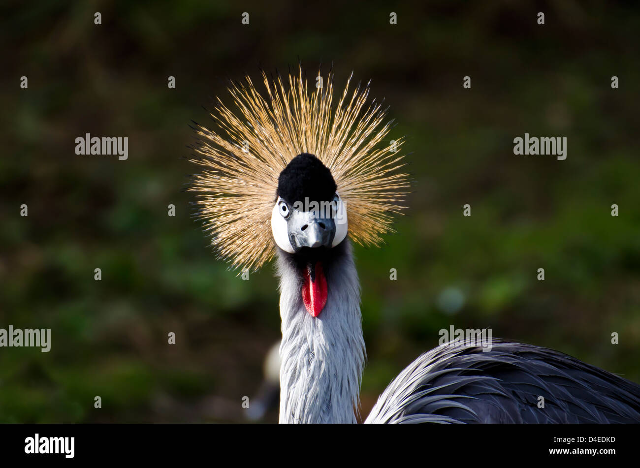 Great crested crane hi-res stock photography and images - Alamy