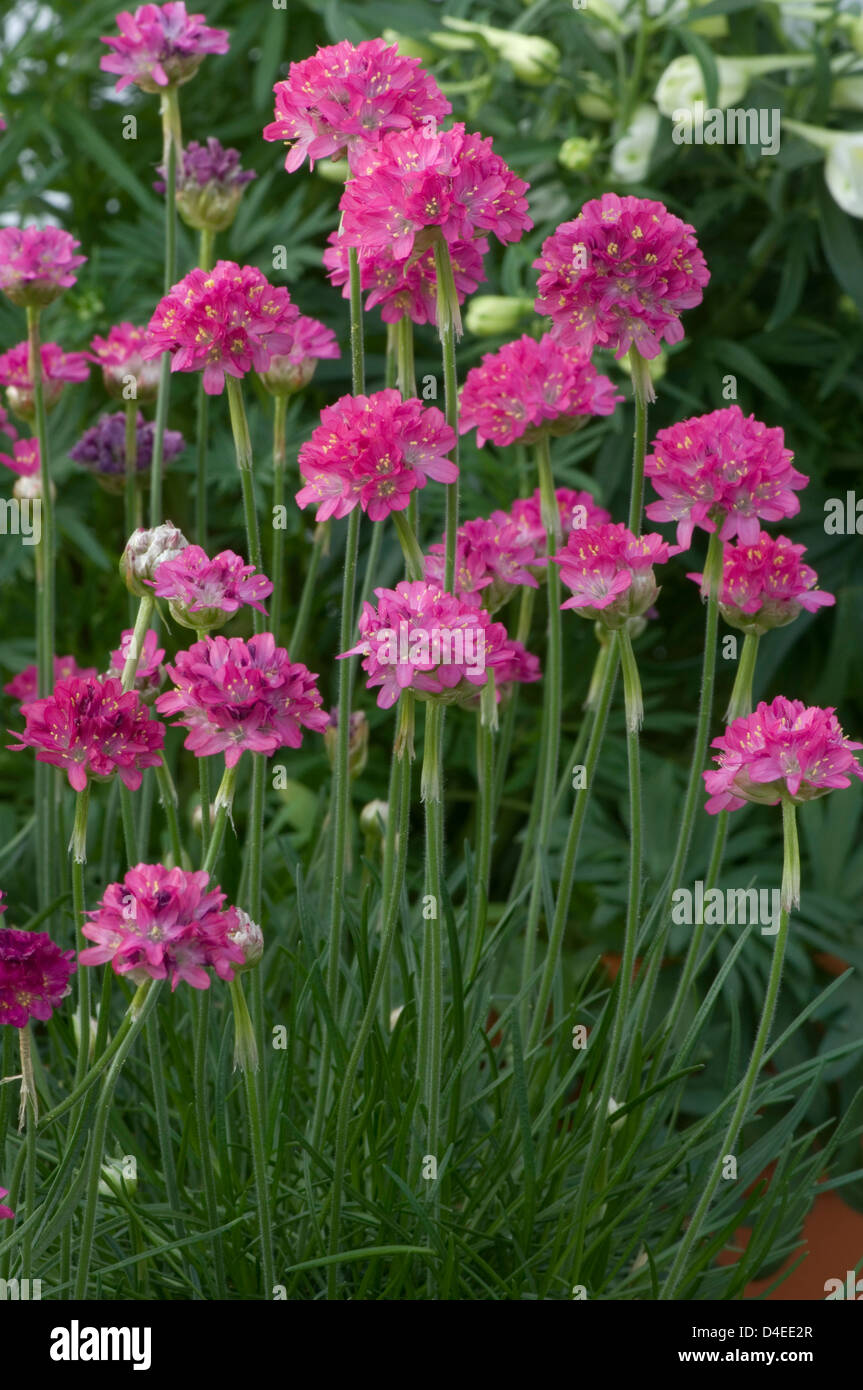 Armeria maritima 'Morning Star Deep Rose' Stock Photo - Alamy