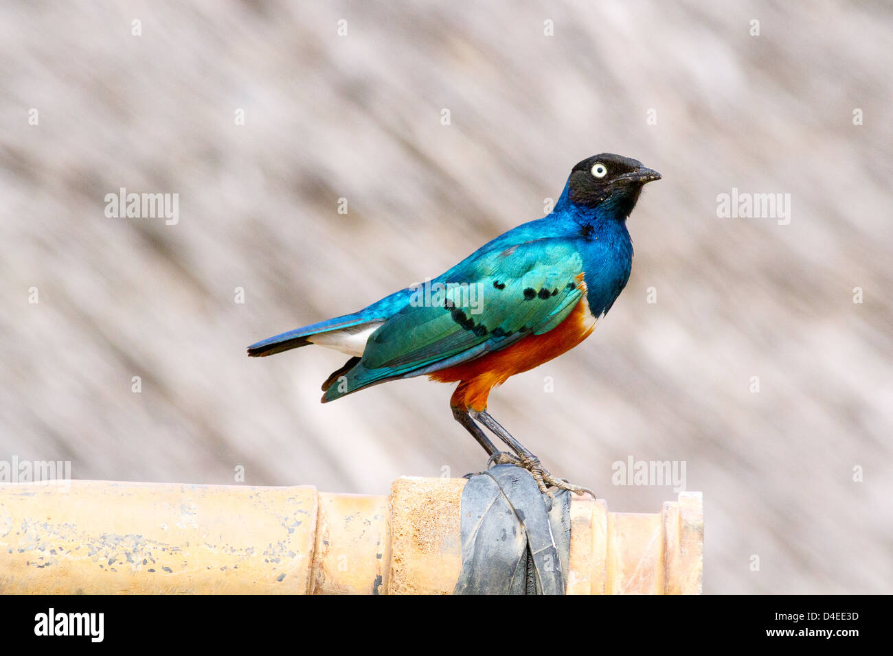 Colorful Superb Starling, Kenya Stock Photo - Alamy