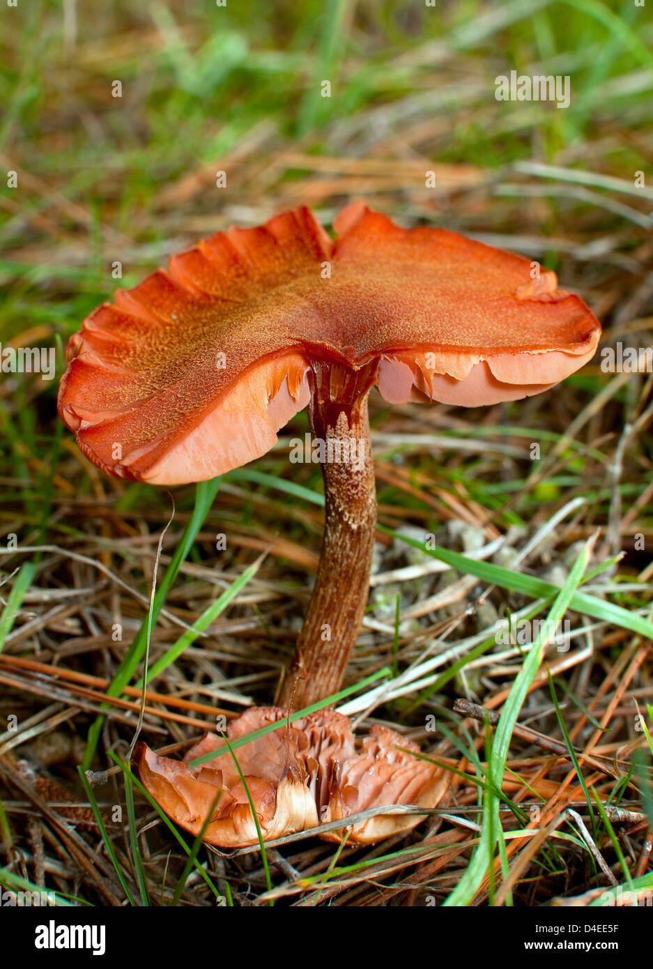 Light brown mushroom hi-res stock photography and images - Alamy