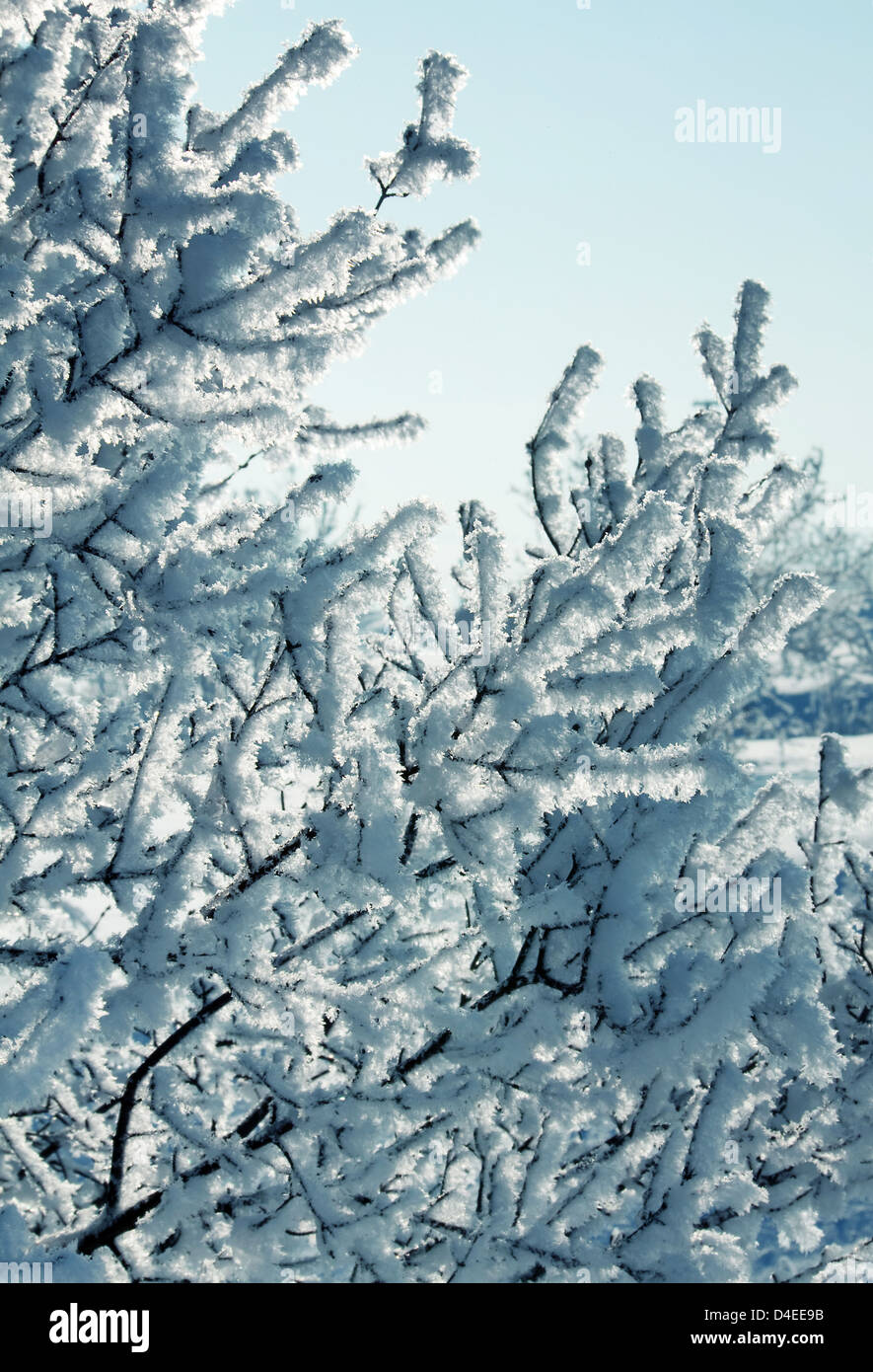 Tree in frozen ice winter detail Stock Photo - Alamy