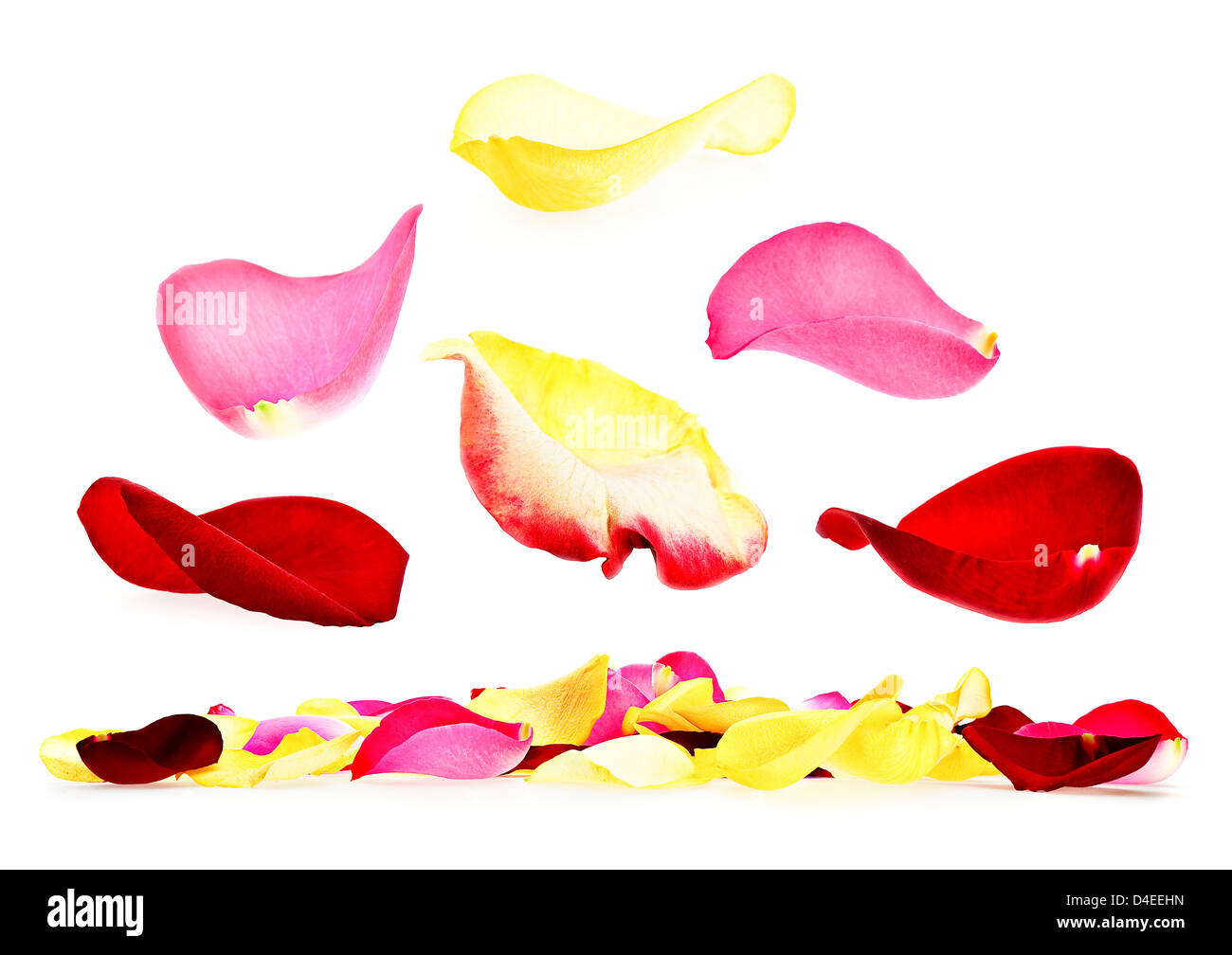 Rose petal collection isolated on white Stock Photo - Alamy