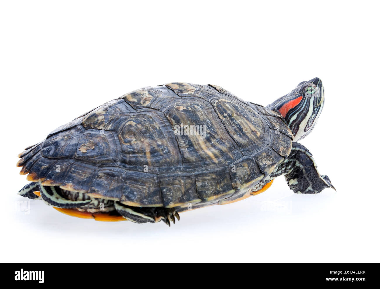 Red-eared slider isolated on white Stock Photo - Alamy
