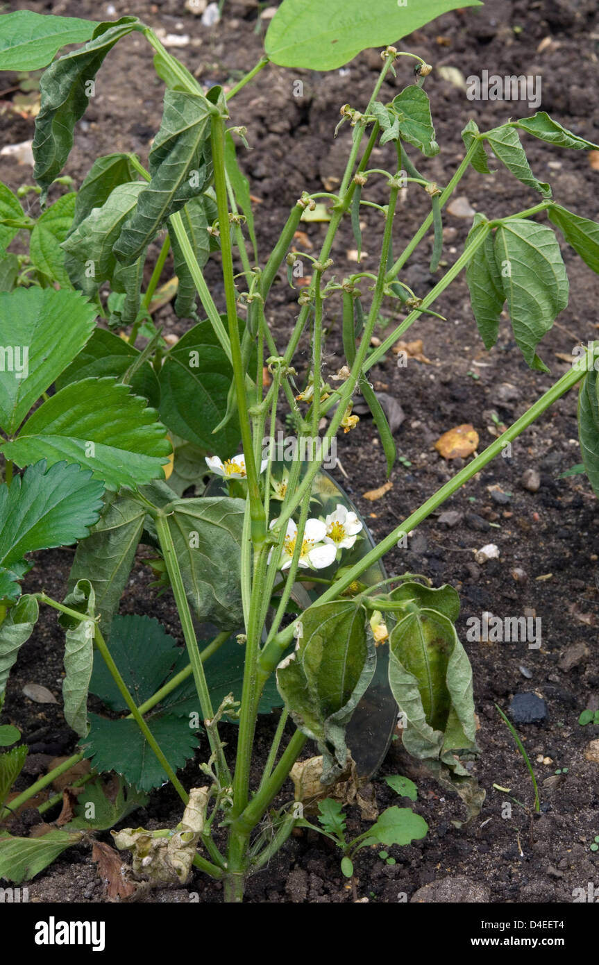 Disease on Dwarf Bean. Roots rotten due to wet weather and subsequent ...