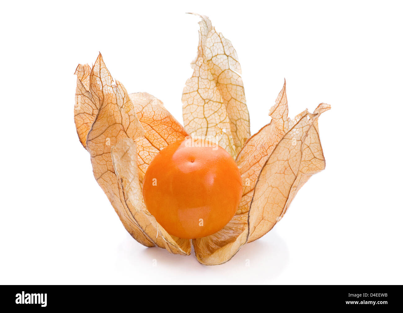 Physalis fruit closeup isolated on white Stock Photo - Alamy