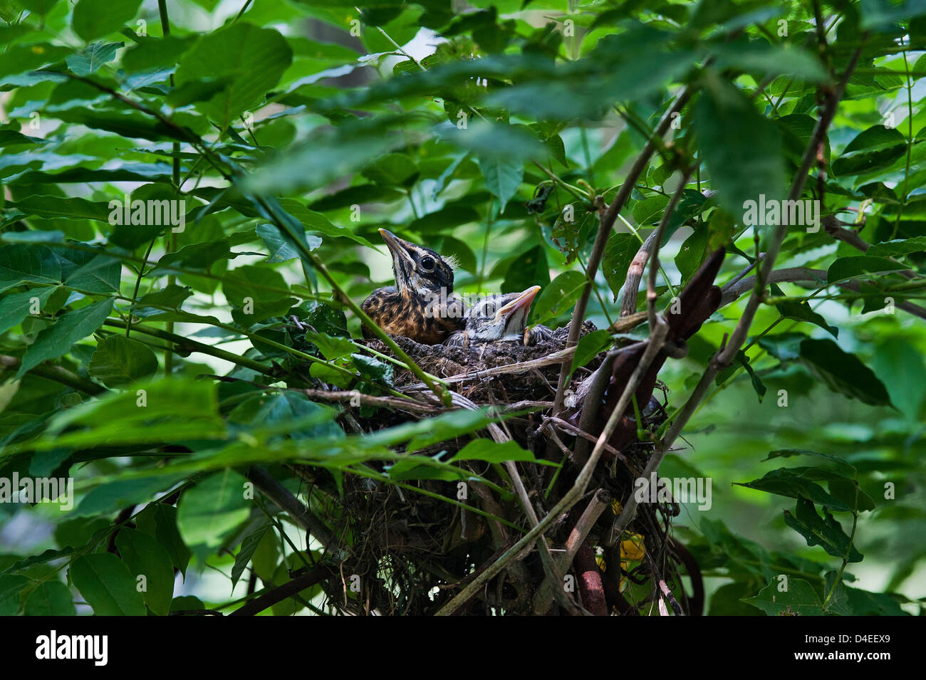 Baby birds in nest hi-res stock photography and images - Alamy