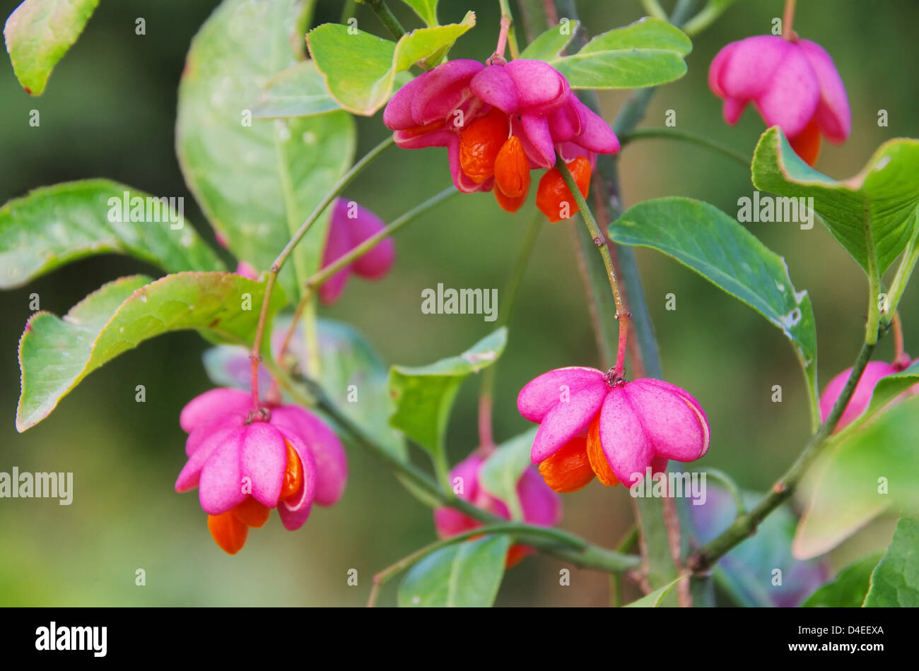 Common spindle bush hi-res stock photography and images - Alamy
