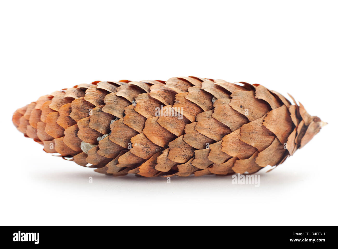 Closeup pine cone isolated on white Stock Photo - Alamy