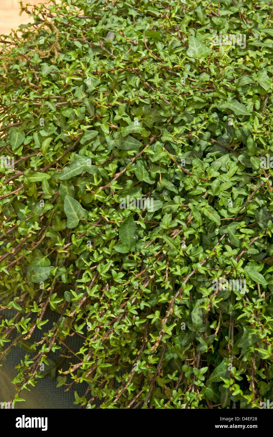 Hedera helix minima hi-res stock photography and images - Alamy