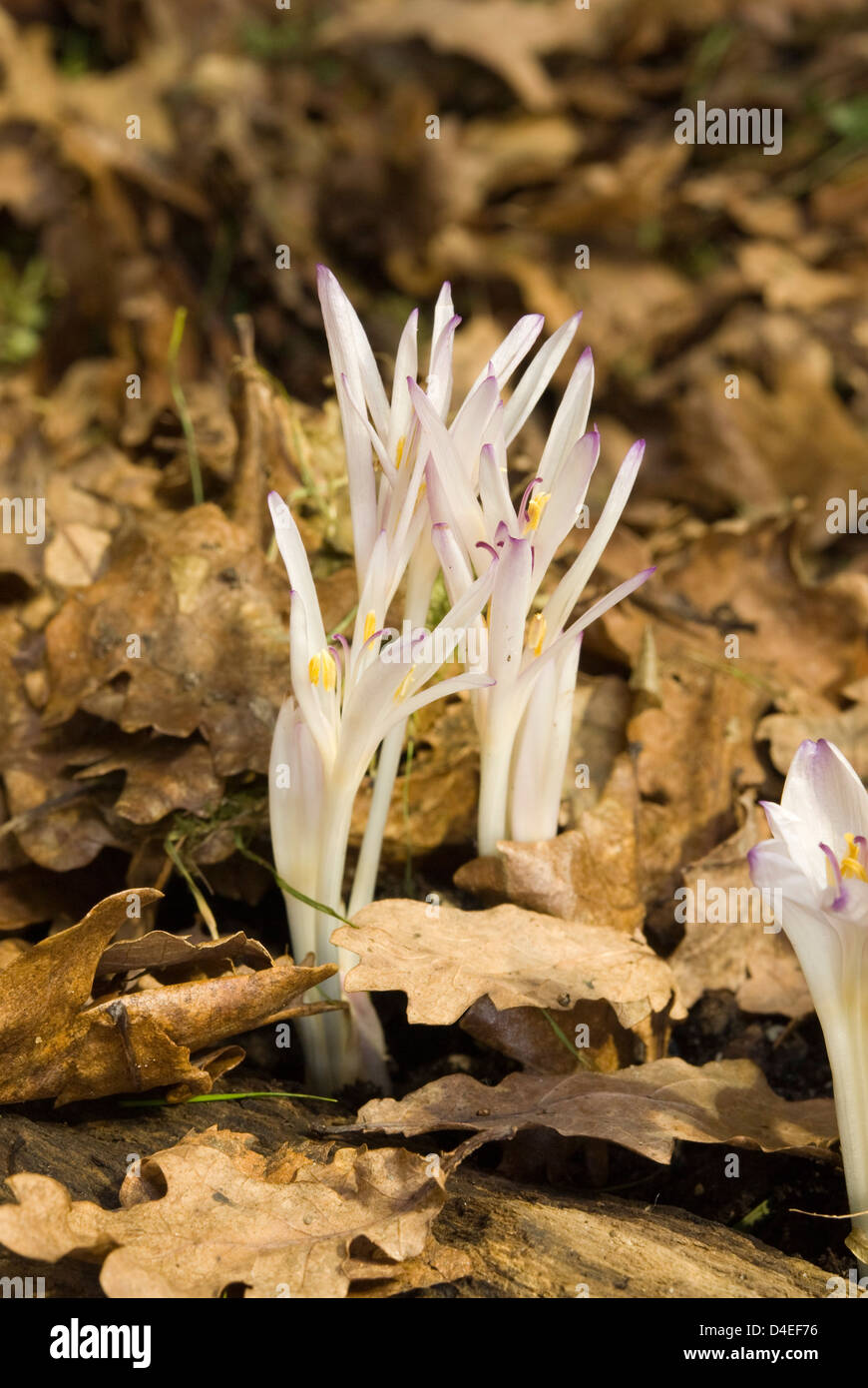 Colchicum tenorei AGM Stock Photo - Alamy